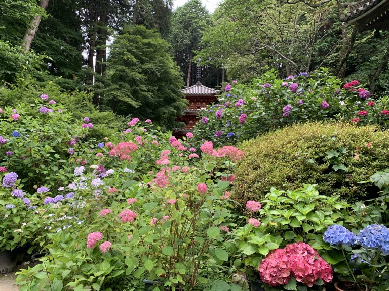 【2026】岩船寺のあじさい見頃時期と開花情報！駐車場は？ | かくれKYOTO